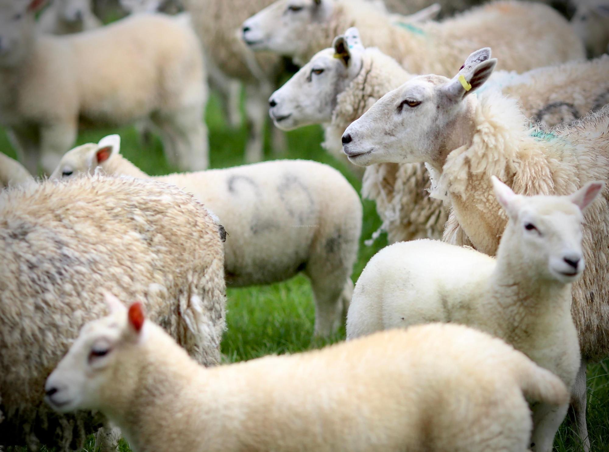 Still time to do the right thing for Yorkshire county farming families