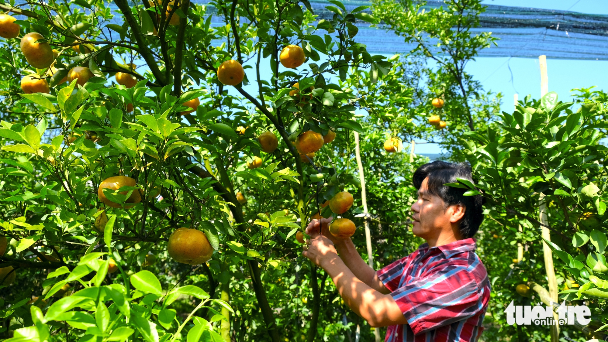 Nhà vườn Đồng Tháp tất bật vào vụ quýt Tết và mở cửa đón khách tham quan