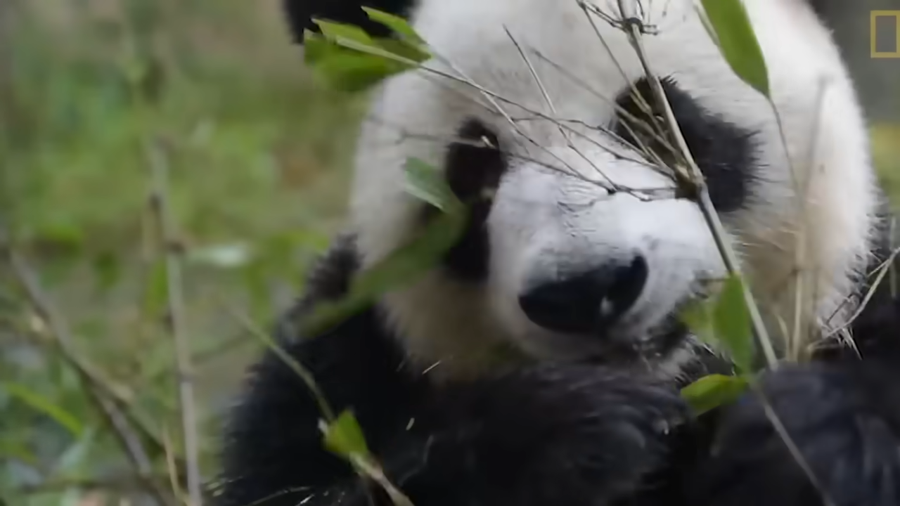 The wild truth behind which bear dominates the animal kingdom