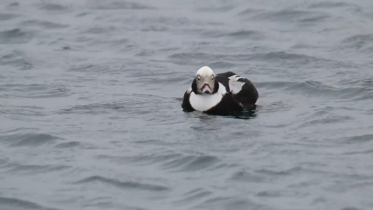 Three native predators that act as frontline defenders against invaders