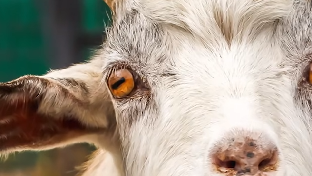 Are goats the hidden bosses of the animal kingdom?