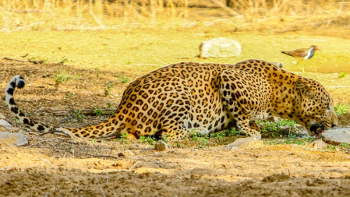 Surulia zoo set to get a leopard pair, grey wolf after WBZA green signal