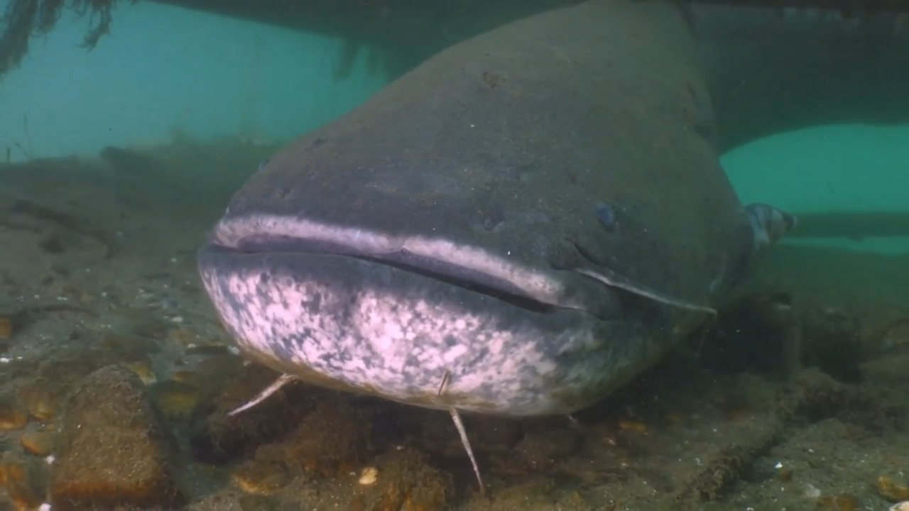 How native European predators keep ecosystems safe from invaders