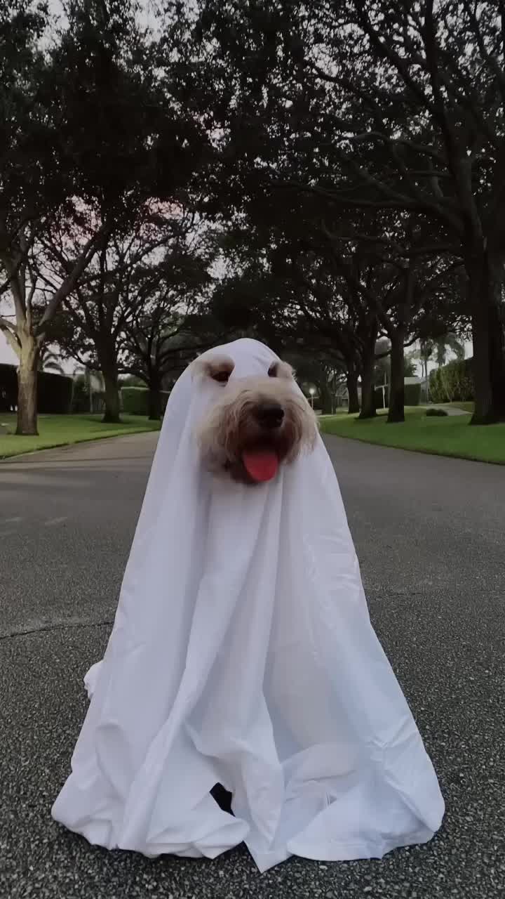 I had a ghost photoshoot with my dog! #ghostphotoshoot #dogcostume # ...