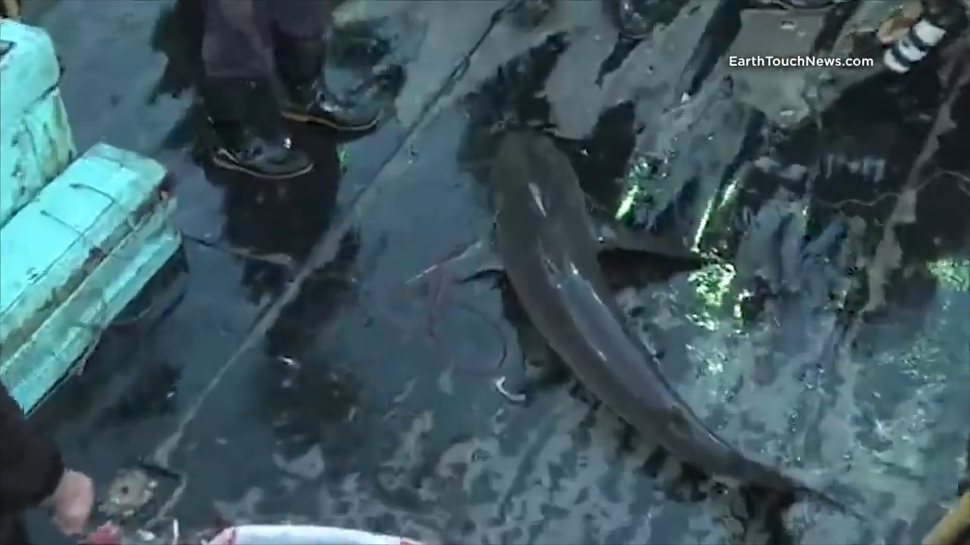 How millions of sharks vanish