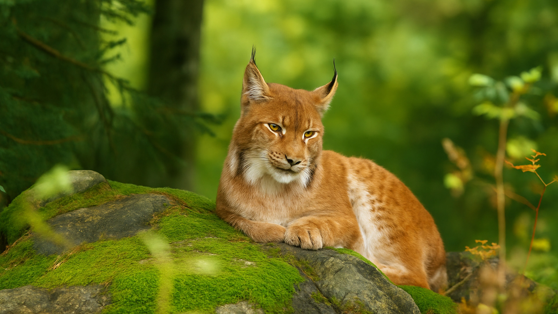 Lince che riposa su una roccia ricoperta di muschio