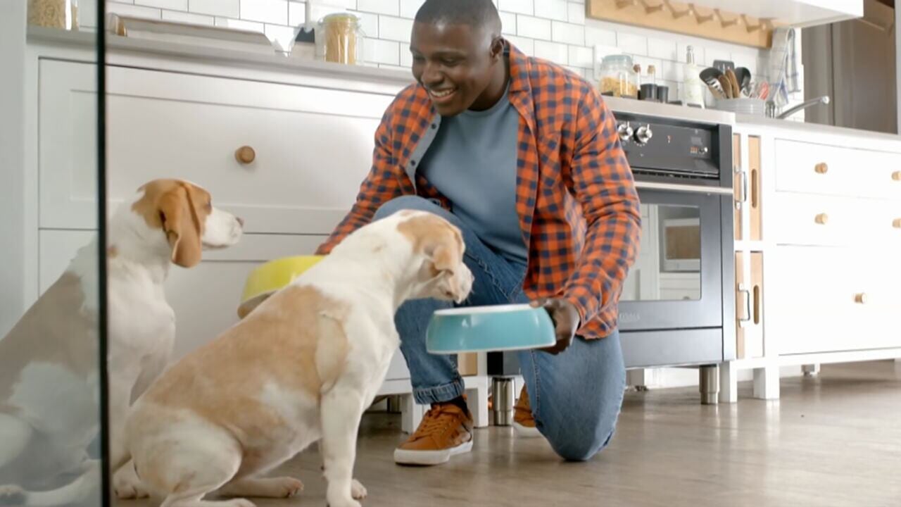 Lead poisoning in pets: Symptoms, sources, and how to safeguard your ...