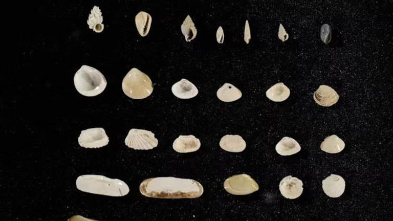 Centuries-old seashells explain the Nature Coast’s thriving seagrass ...