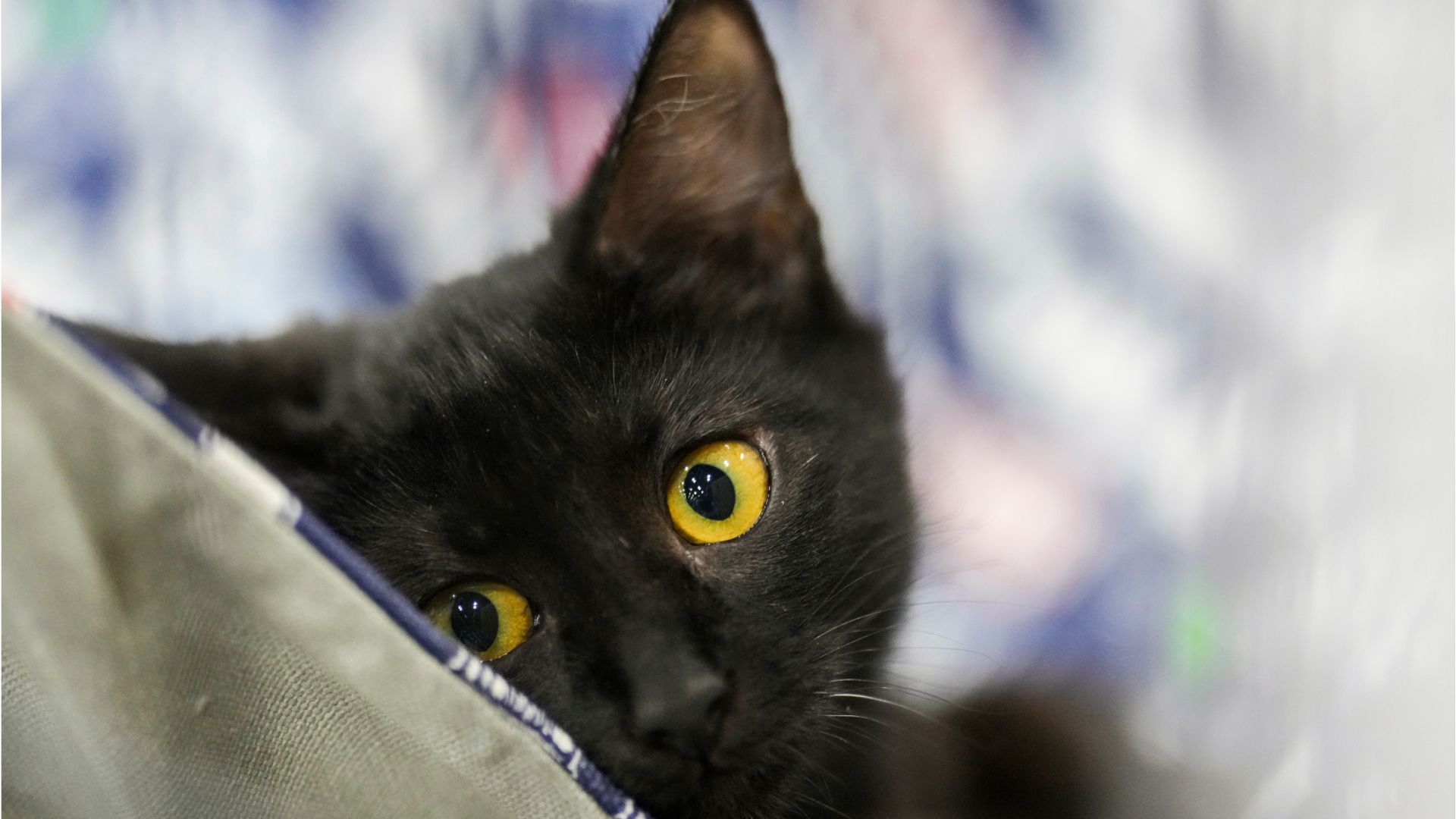 EU Reaches Landmark Deal on New Protections for Cats and Dogs