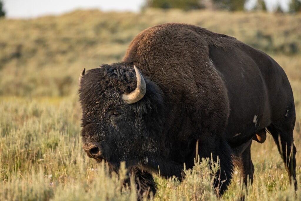 Trump Administration Introduces 'America-First' National Park Fee ...