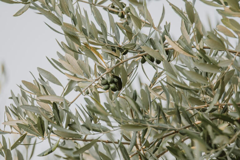 Why Olive Trees Are Becoming a Symbol of Hope in Dry, Changing Landscapes