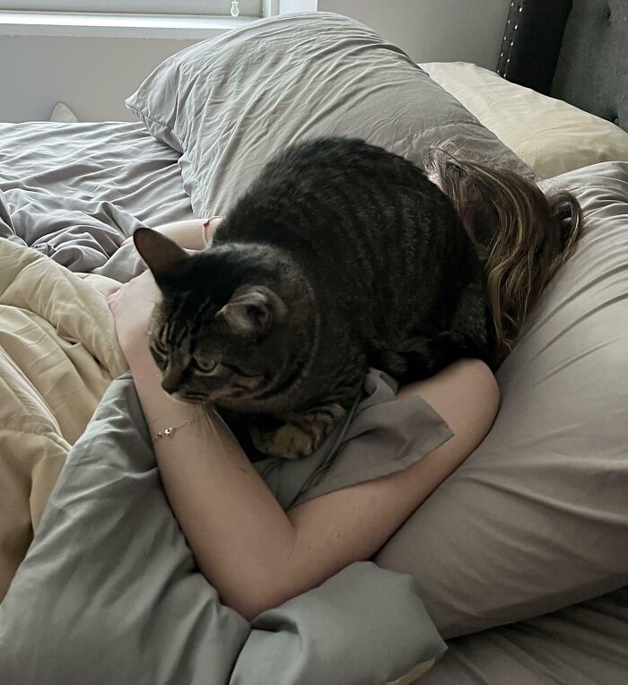 48 Incredibly Cute Photos Of Cats Doing Their Cat Things In The Most ...