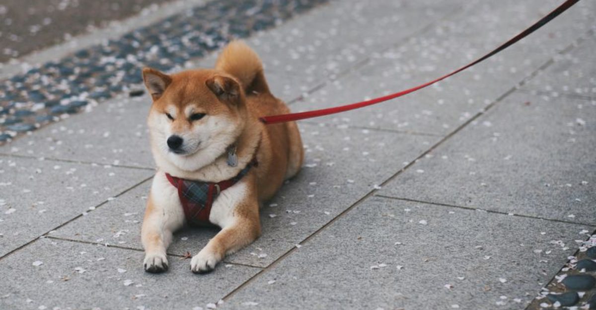 16 Dog Breeds That Should Always Stay On-Leash, No Matter Their ...