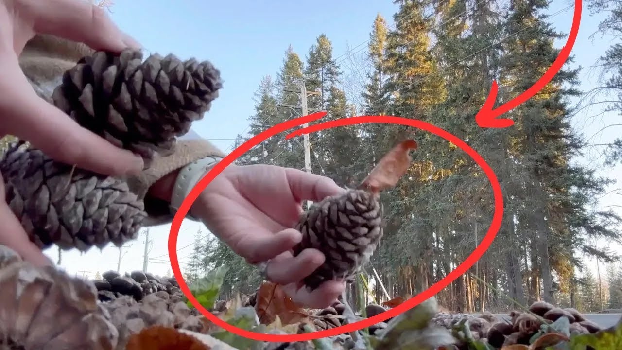 Grab Christmas lights and pinecones for this magical new holiday idea!