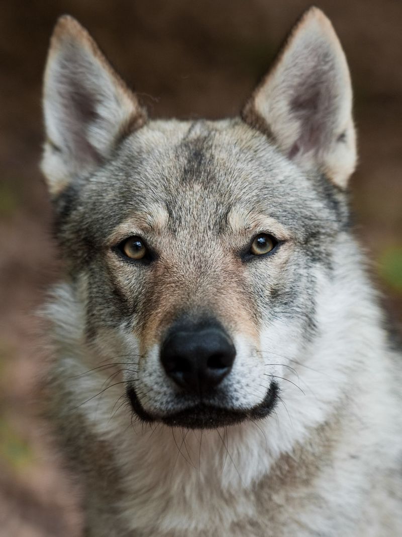 11 dog breeds that shouldn't be kept as household pets plus 5 dog ...