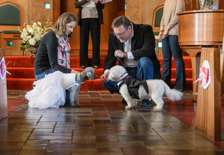 Your dog can officiate your wedding in Wisconsin (sort of). Here's how.