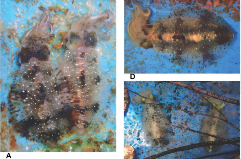 The ingenuity of white oval squid camouflage brought to light