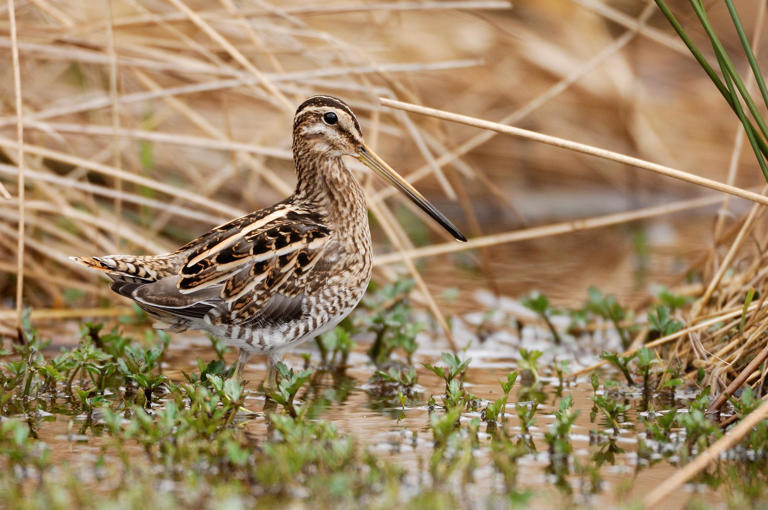 New GWCT project to track common snipe’s migration routes to breeding ...