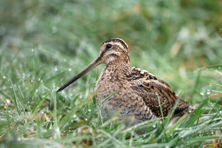 New GWCT project to track common snipe’s migration routes to breeding ...