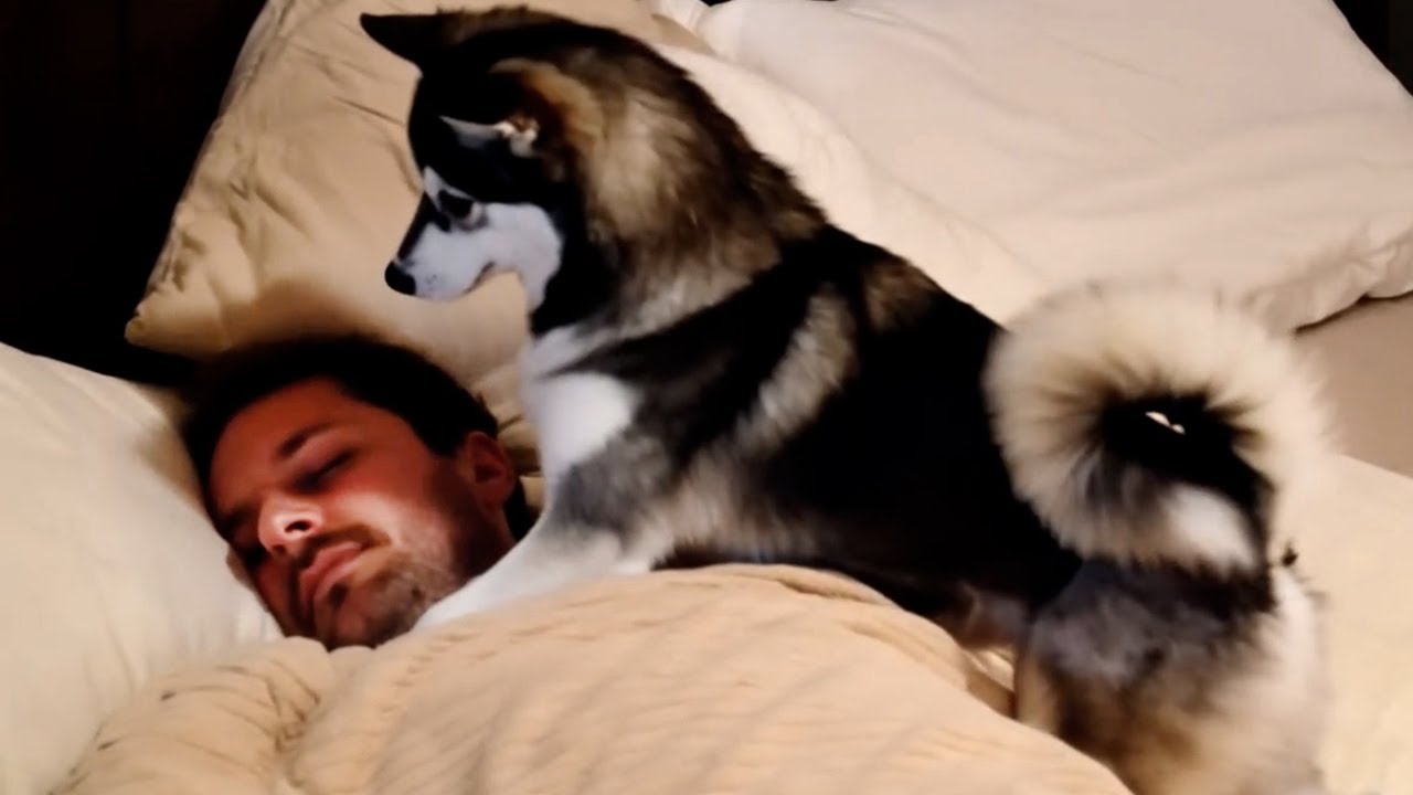 Living with a furry alarm clock that never hits snooze