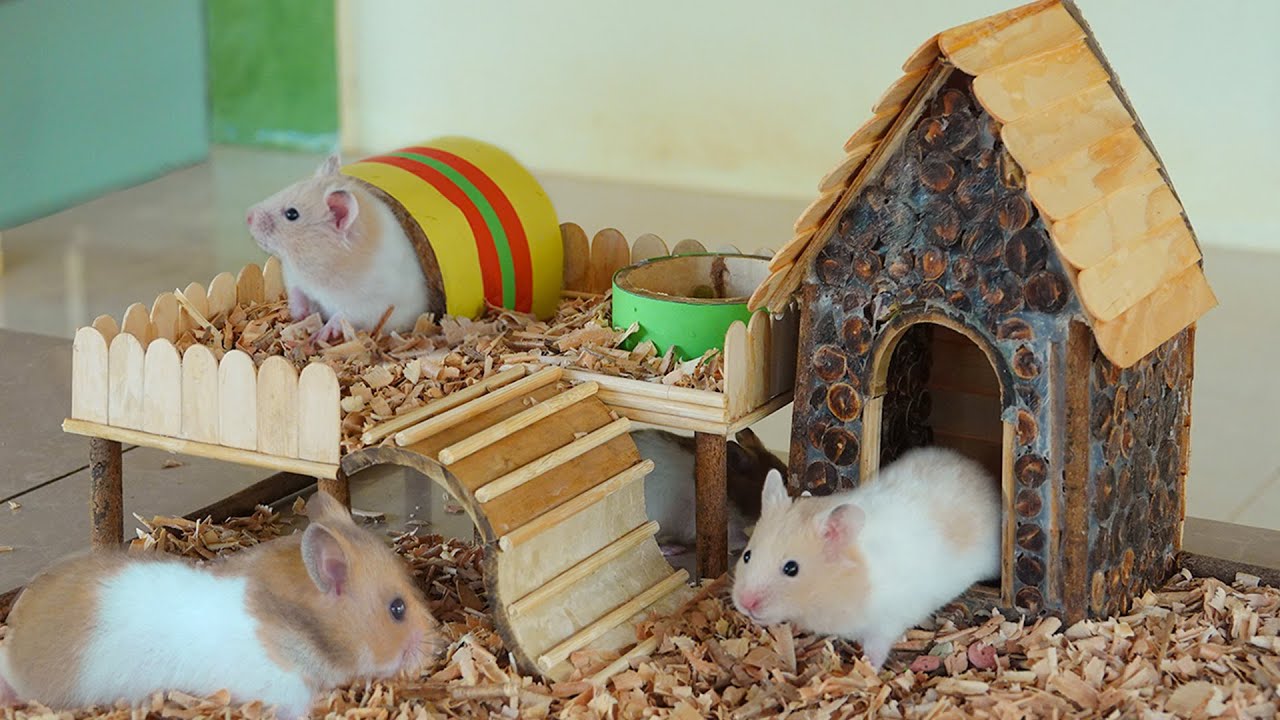 DIY craft how to build cute house for hamsters