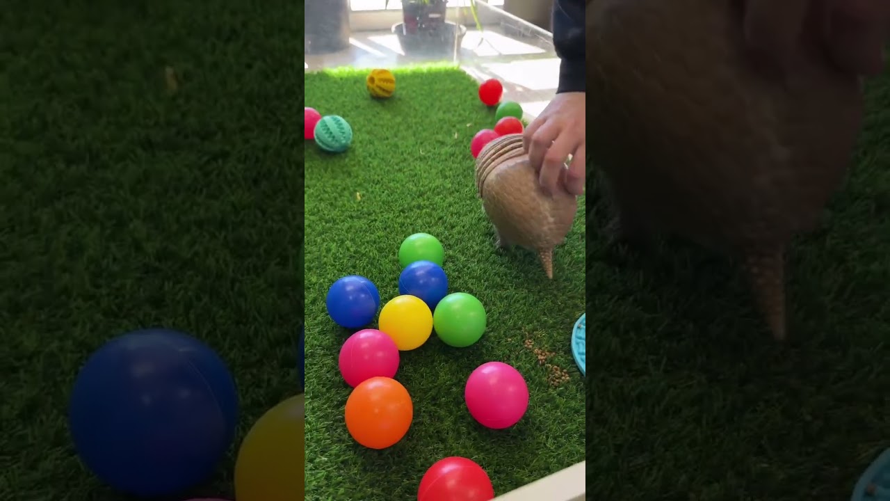 Armadillo plays with balls in a lively display