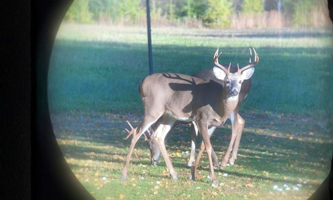 Peak rut has ended, but big bucks are still out there — here’s how to find them