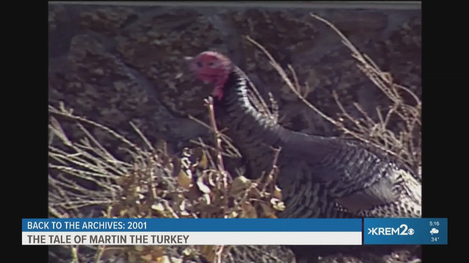 Back to the Archives: The tale of Martin the Turkey