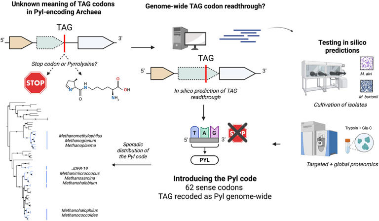 Uncovering a new genetic code in archaea opens doors for bioengineering ...