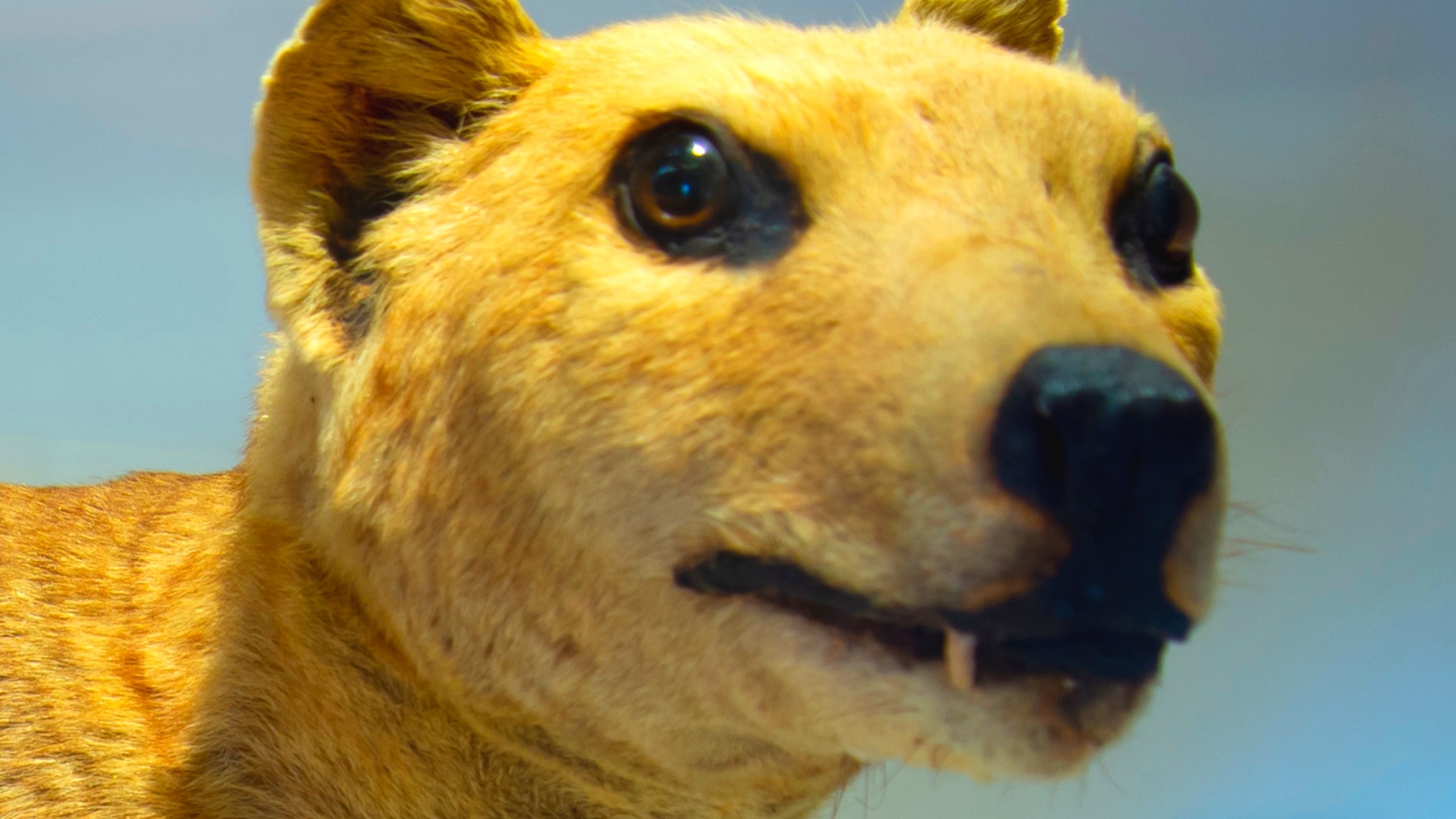 Bringing Back Extinct Animals: Science's Mission