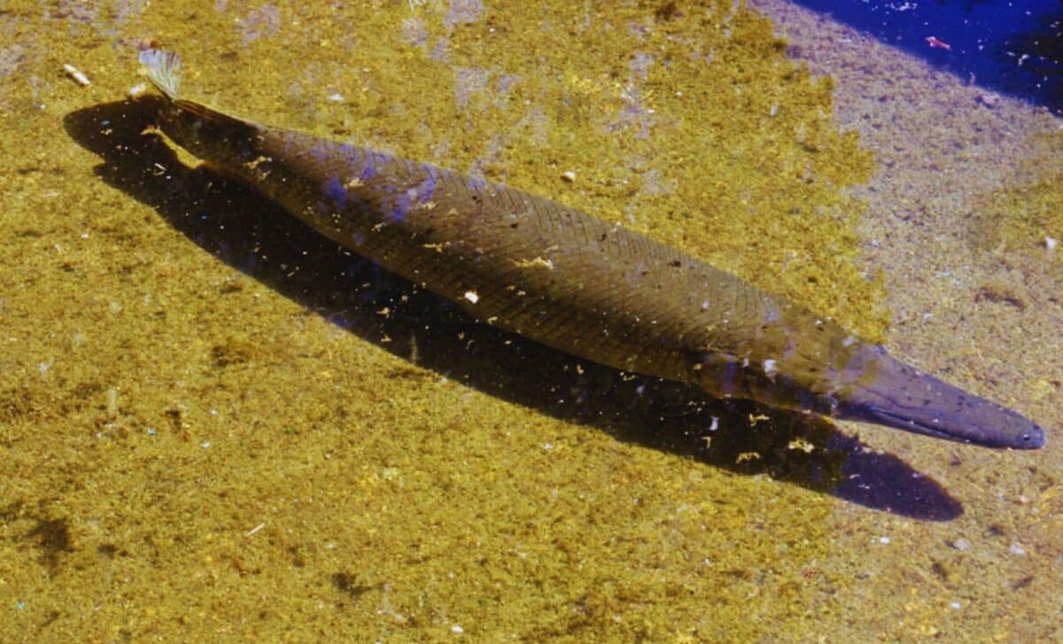This “Living Fossil” Fish Predates Dinosaurs, But We’re About to Let It ...