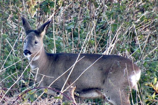 Wildlife flourishes along historic Bolton and Bury Canal amid major ...
