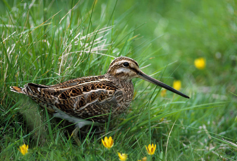 New GWCT project to track common snipe’s migration routes to breeding ...