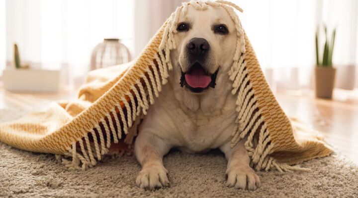 4 Must-Have Cleaning Items If You're a Pet Parent