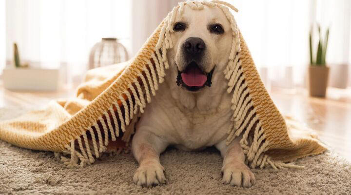 4 Must-Have Cleaning Items If You're a Pet Parent