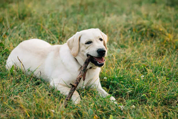 Why Labrador Owners Say Males Make Better Pets