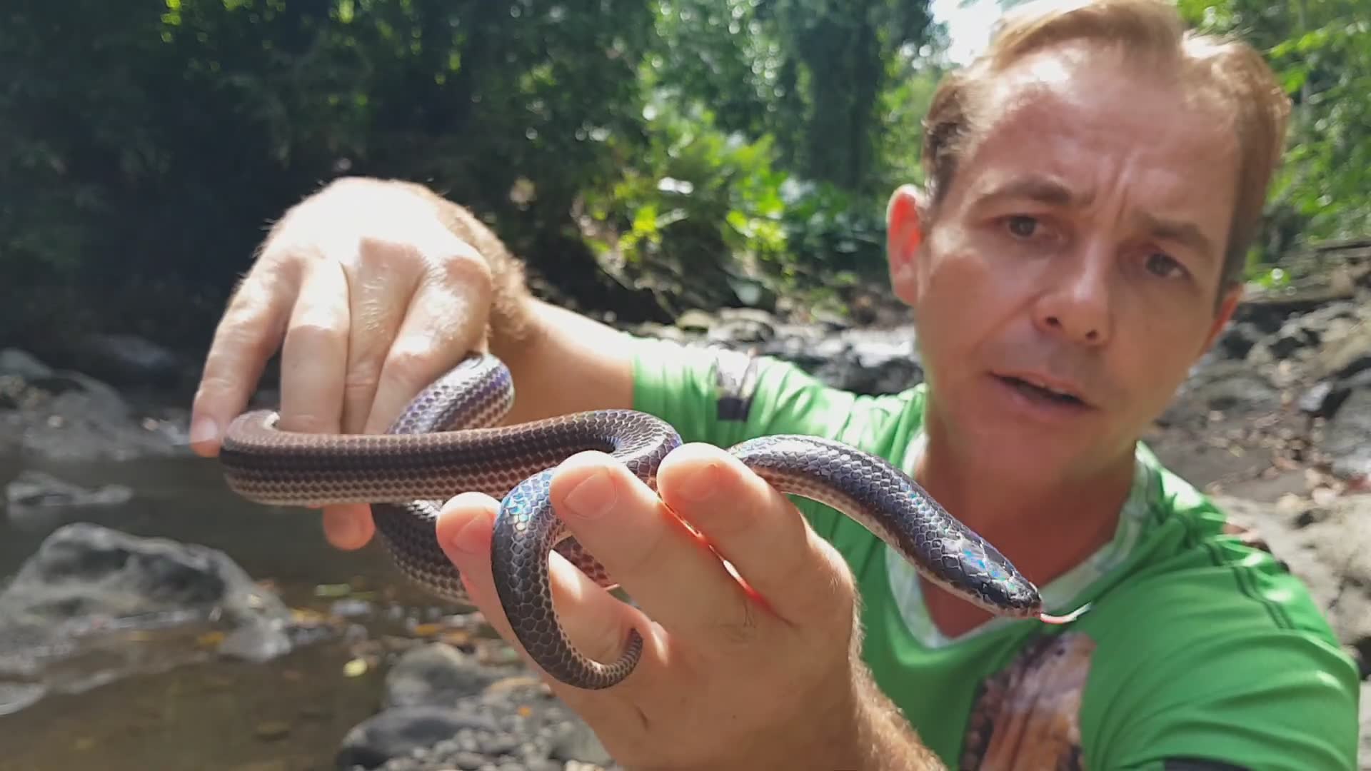 Incredible rainbow serpent discovery with the rare sunbeam snake in ...