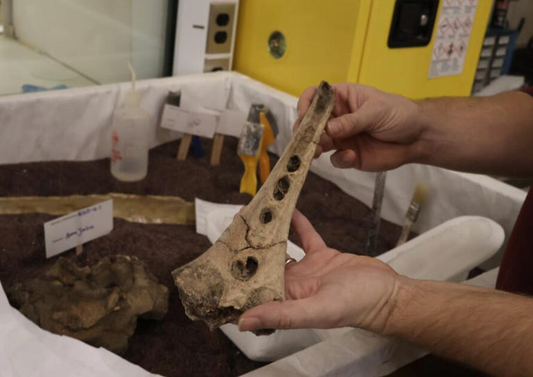 Rare T. rex find in North Dakota, mammoth fossil digs ‘significant’ for ...