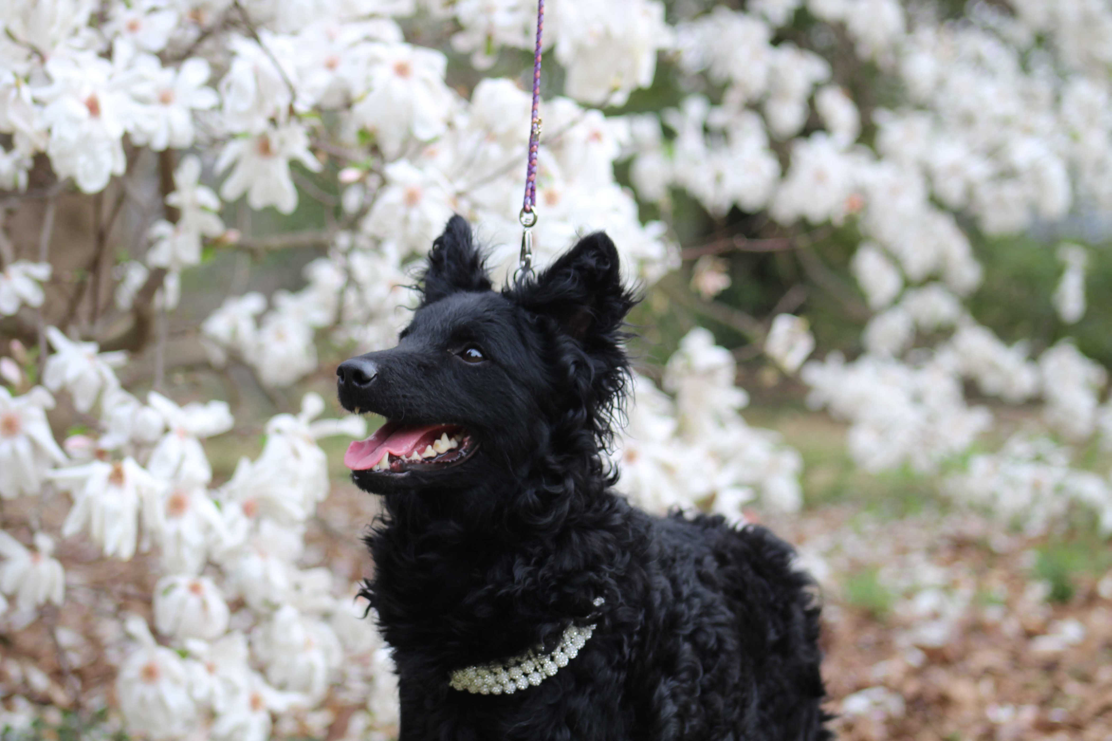 East Donegal Township dog competing on TV at the National Dog Show