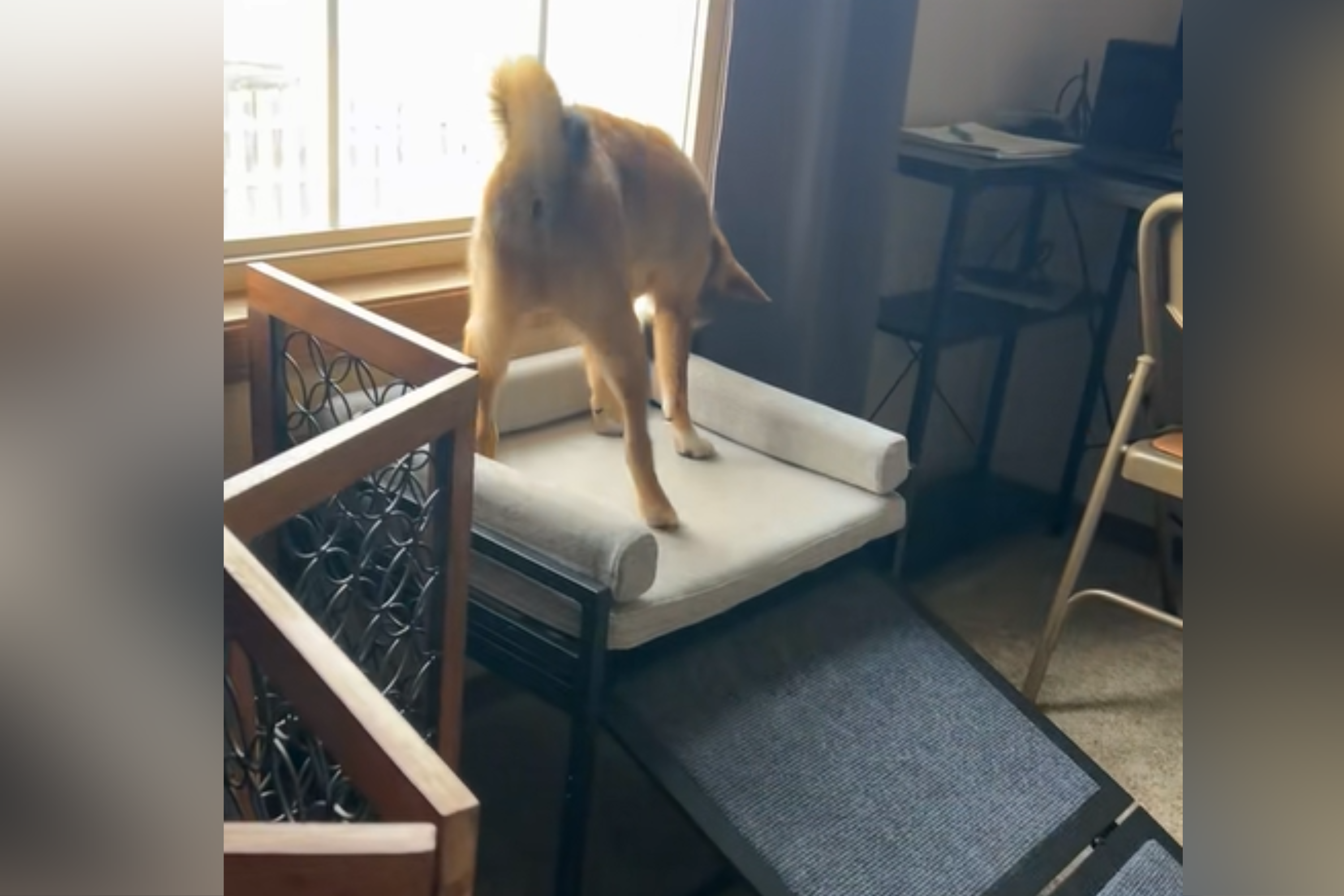 Owner lovingly makes bed for new puppy—never expects dog's reaction