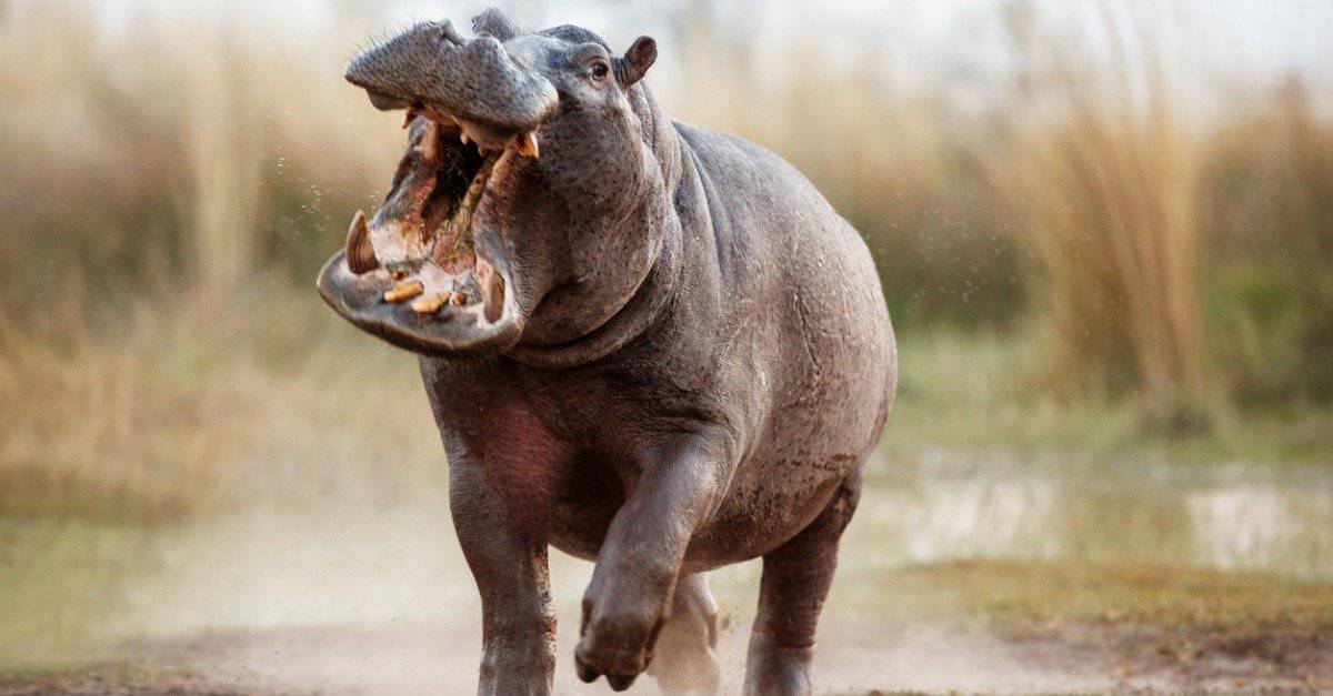 Hippos: Docile giants or human killers?