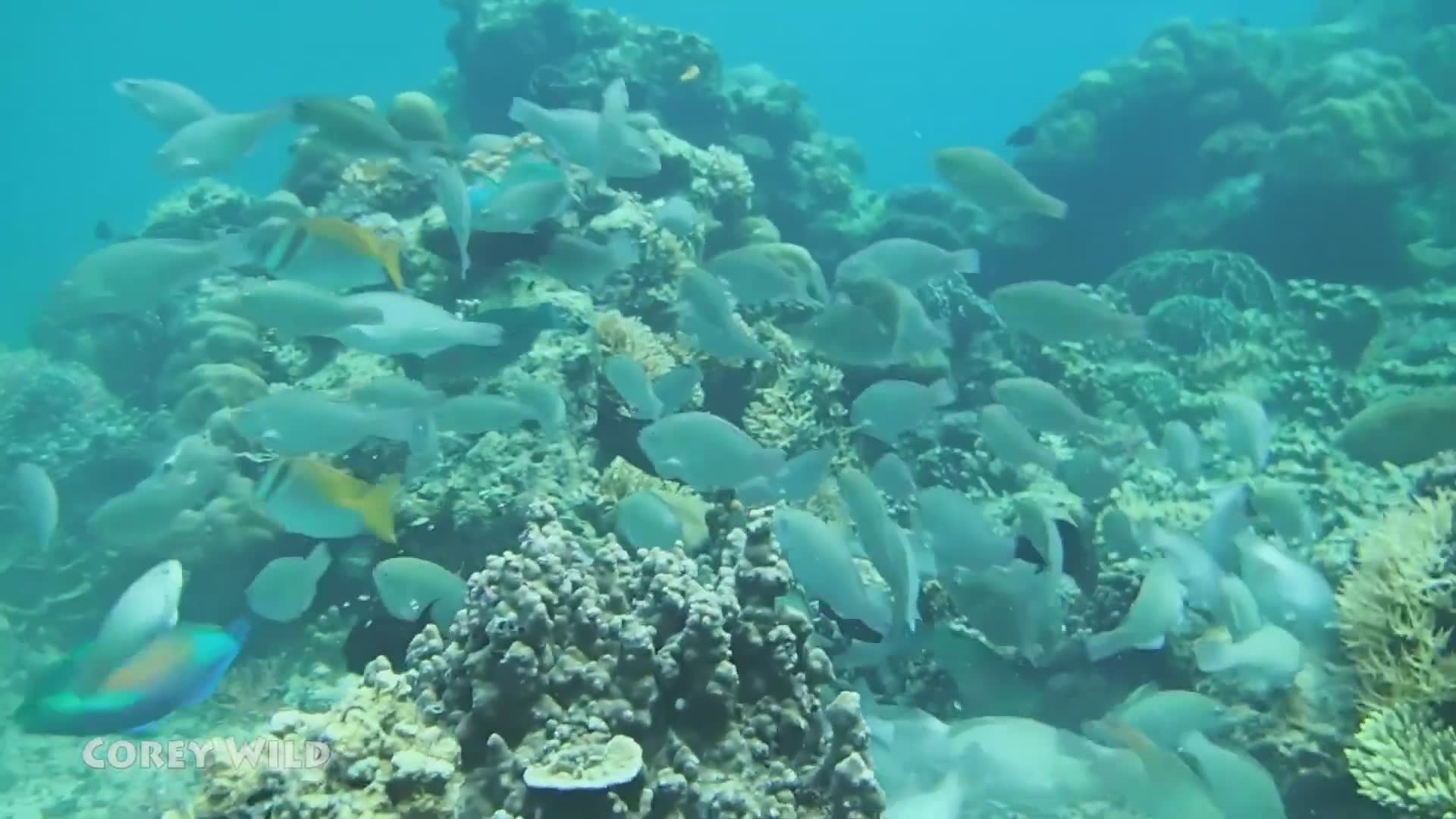 Raising awareness about saving endangered coral reefs from destruction ...
