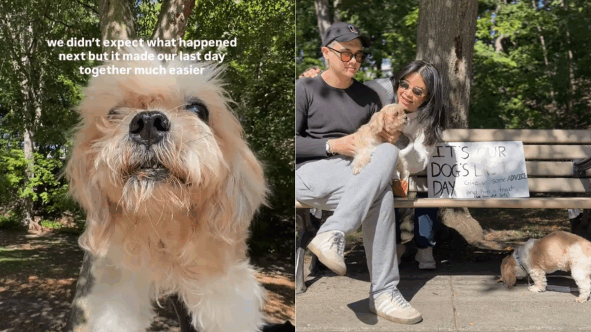 Bittersweet Tears as Family Gives Their Senior Dog the Perfect Last Day