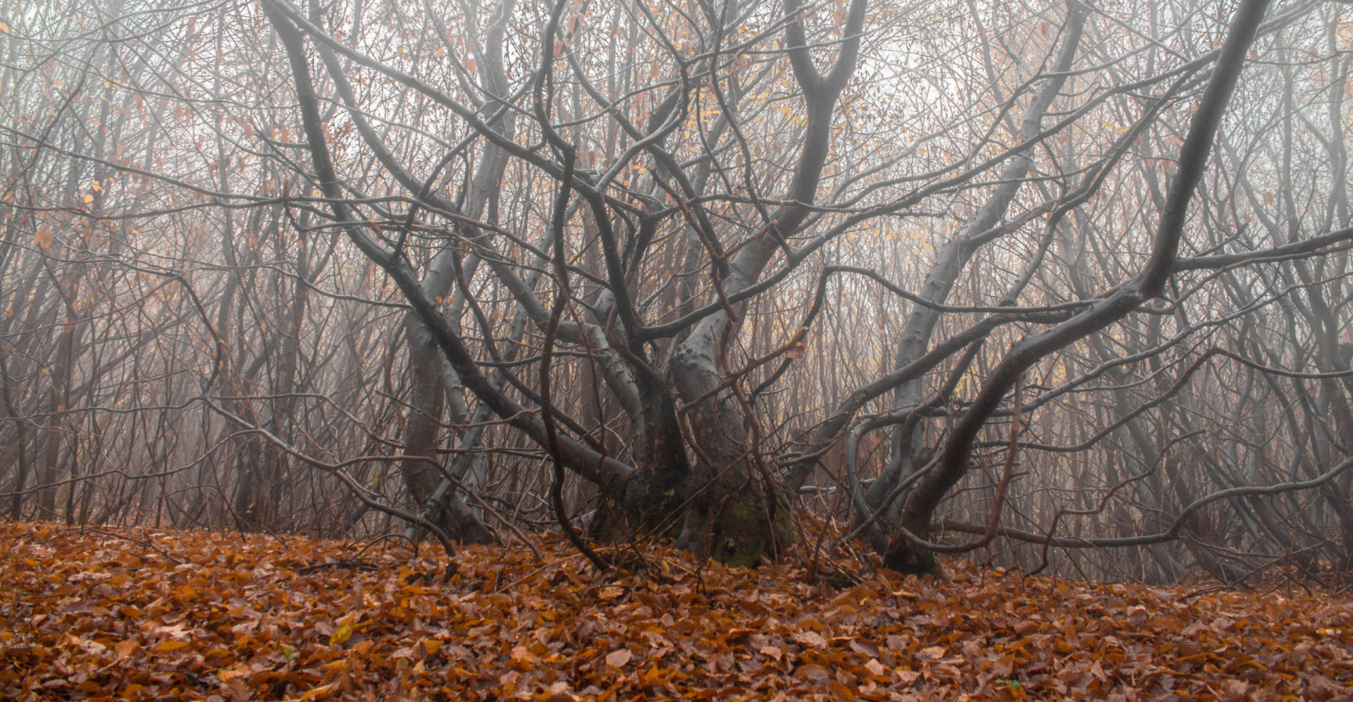 Inside Transylvania: the world's most haunted forest