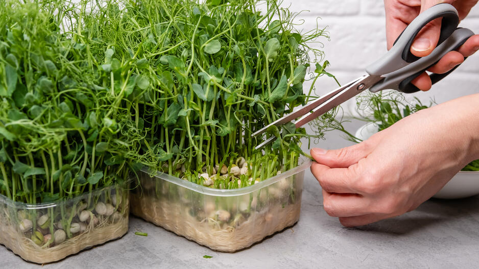 Microgreens: Diese 5 Gemüse sind Top-Energiespender