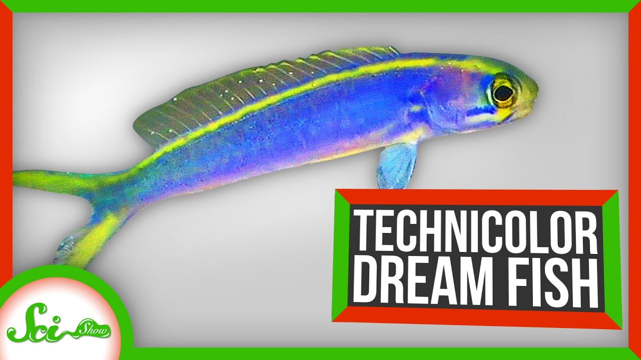 Technicolor dream fish: How tilefish flash