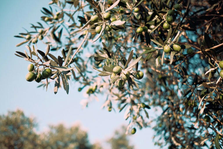 Why Olive Trees Are Becoming a Symbol of Hope in Dry, Changing Landscapes