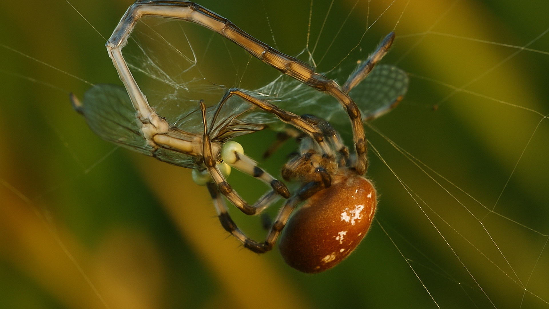 What Did the Spider Catch Today?