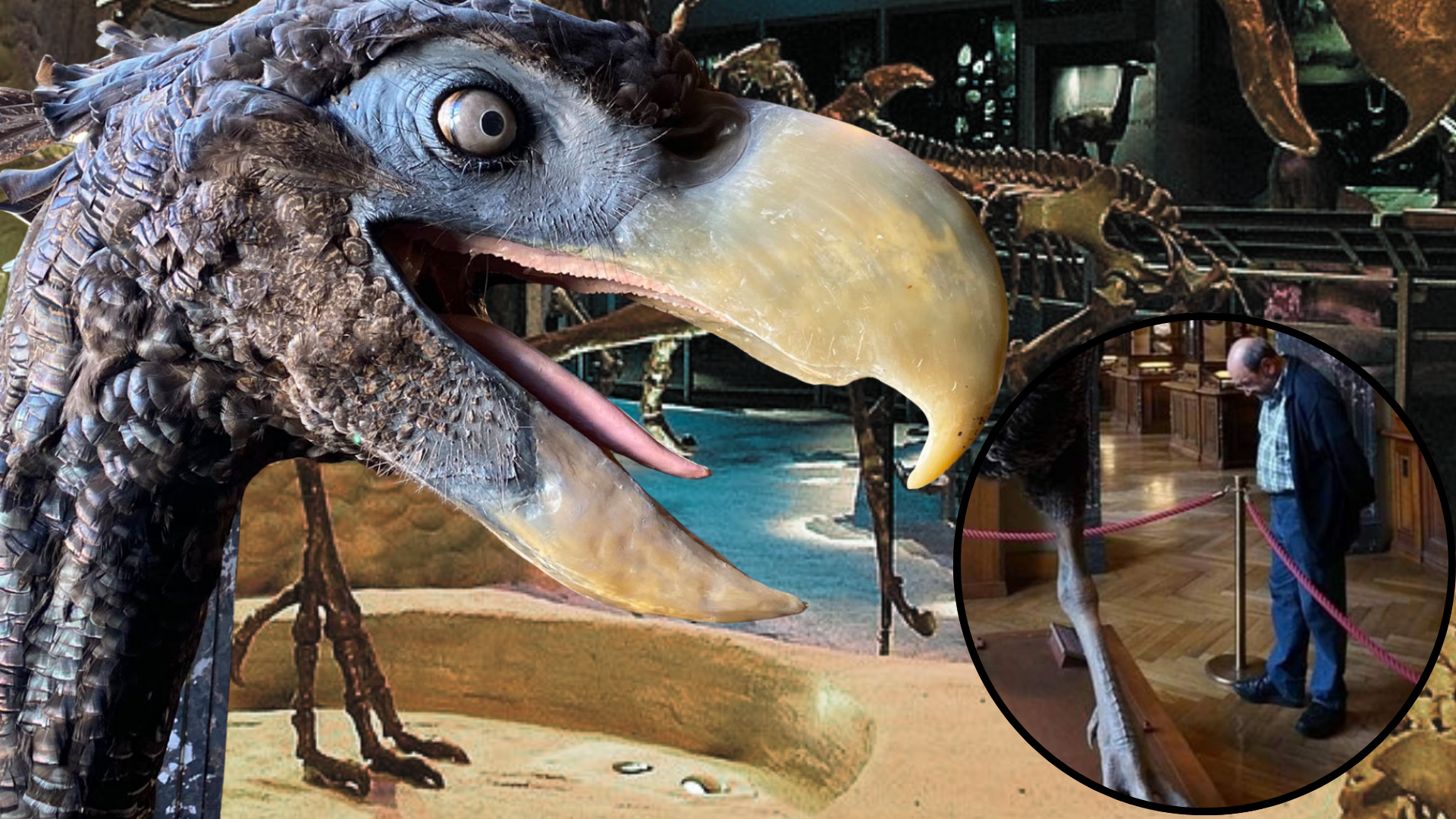 Enormous ‘Terror Bird’ Capable of Hunting Humans May Be One of the ...