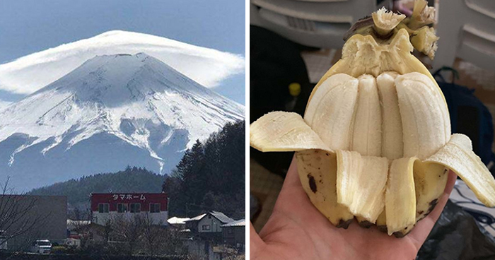 50 ‘Mildly Interesting’ Things Spotted In Nature That Are Actually ...